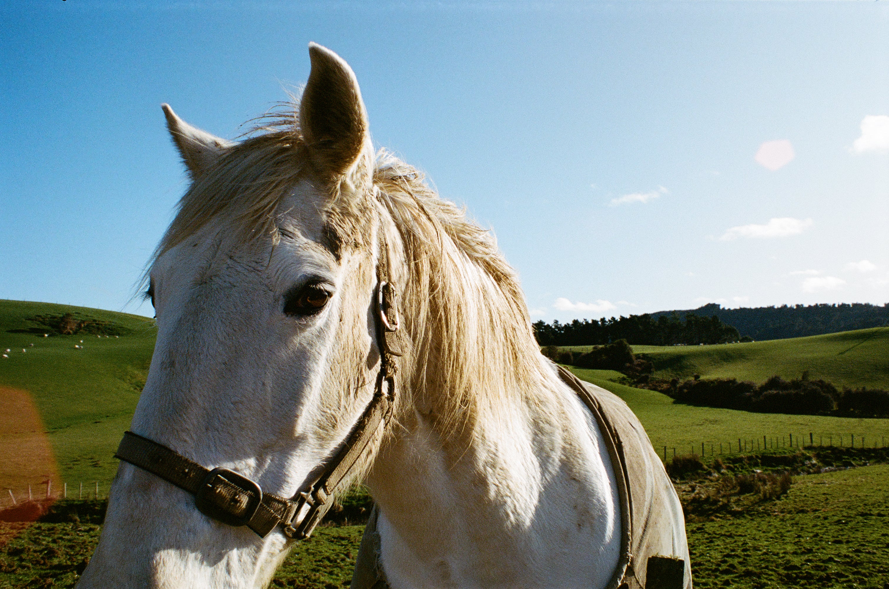 Member Spotlight: Rosie Lang – Focus Pocus